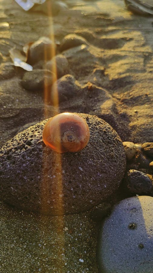 Beautiful Sunset Shell in Rock Landscape View Stock Image - Image of ...