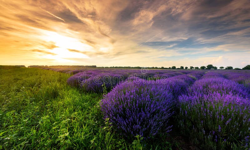 Beautiful Sunset on Lavender. Stock Photo - Image of lavender, outdoors ...