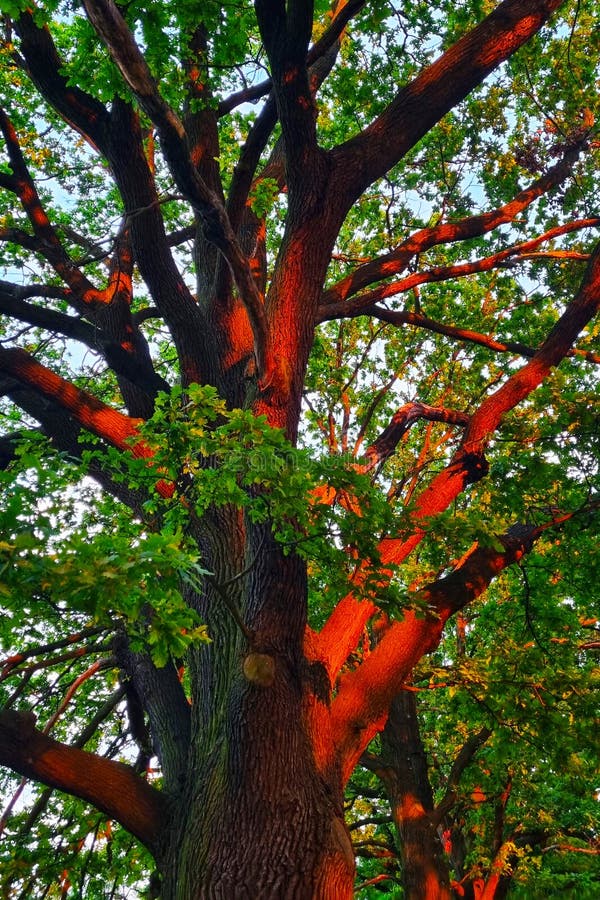 Beautiful Sunset Light Falls on a Green Tree. Stock Image - Image of ...