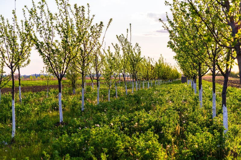 Beautiful Sunset Lights Over the Orchard of Trees with Painted Trunks ...