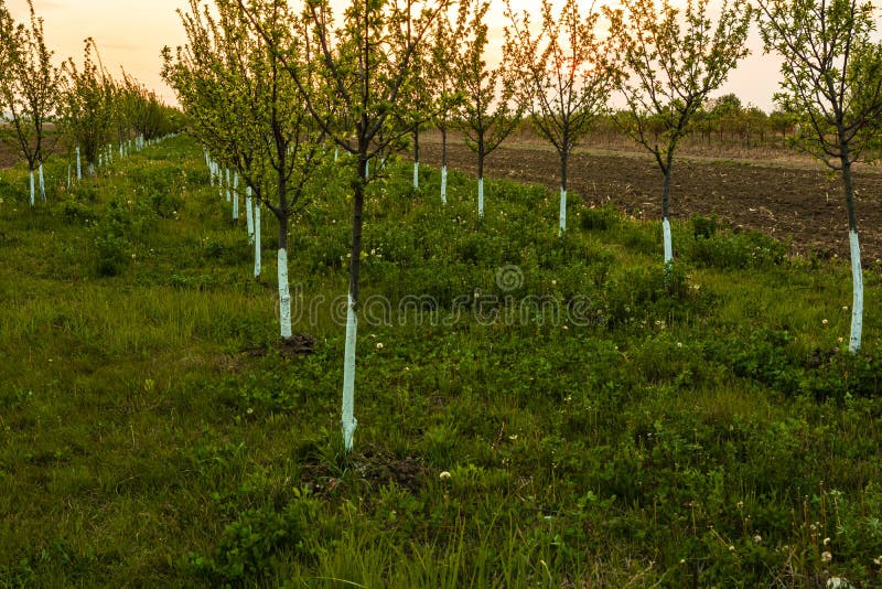 Beautiful Sunset Lights Over the Orchard of Trees with Painted Trunks ...