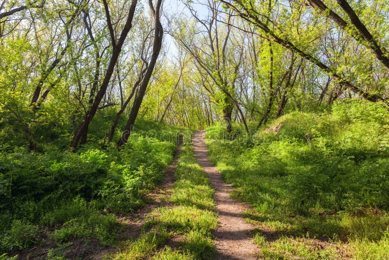 Beautiful Magic Forest in Fog in Autumn. Mysterious Wood. Fairytale ...