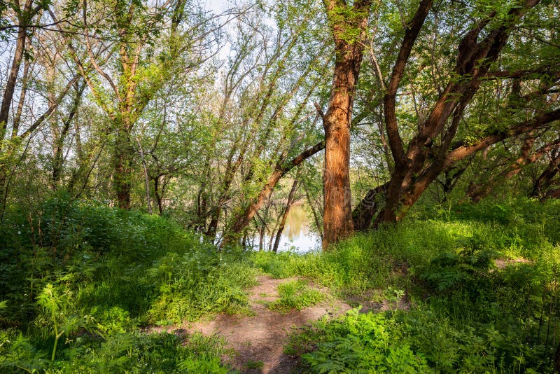Beautiful Sunset in Magic Forest. Trail. Spring Landscape Stock Image ...