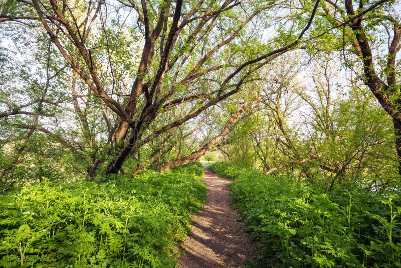 Beautiful Sunset in Magic Forest. Trail. Spring Landscape Stock Photo ...