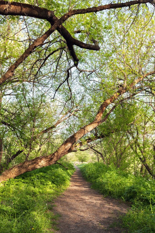 Beautiful Sunset in Magic Forest. Trail. Spring Landscape Stock Photo ...