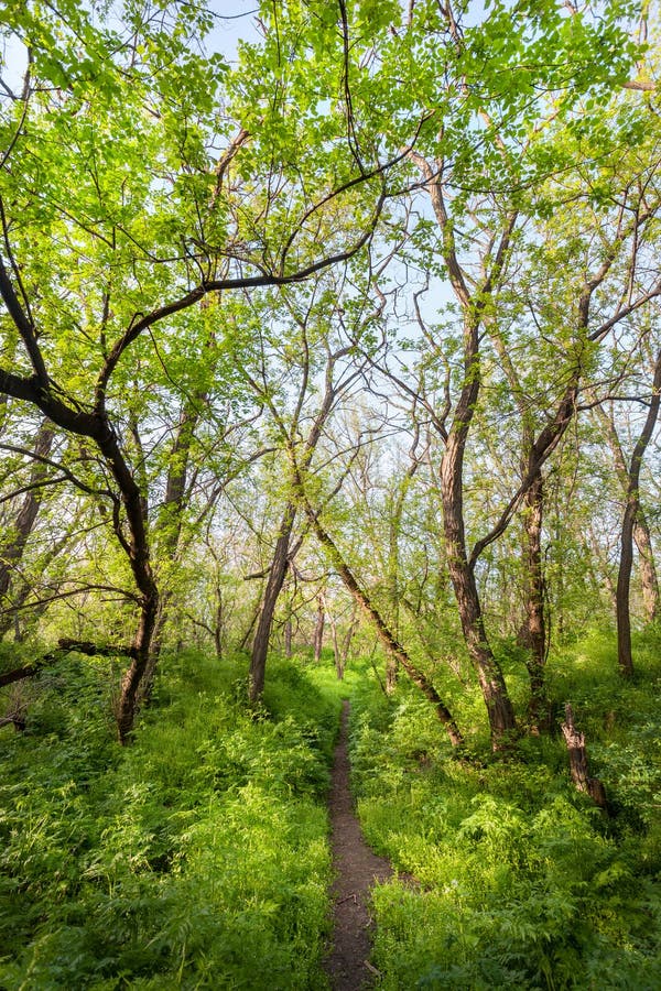 Beautiful Sunset in Magic Forest. Trail. Spring Landscape Stock Image ...