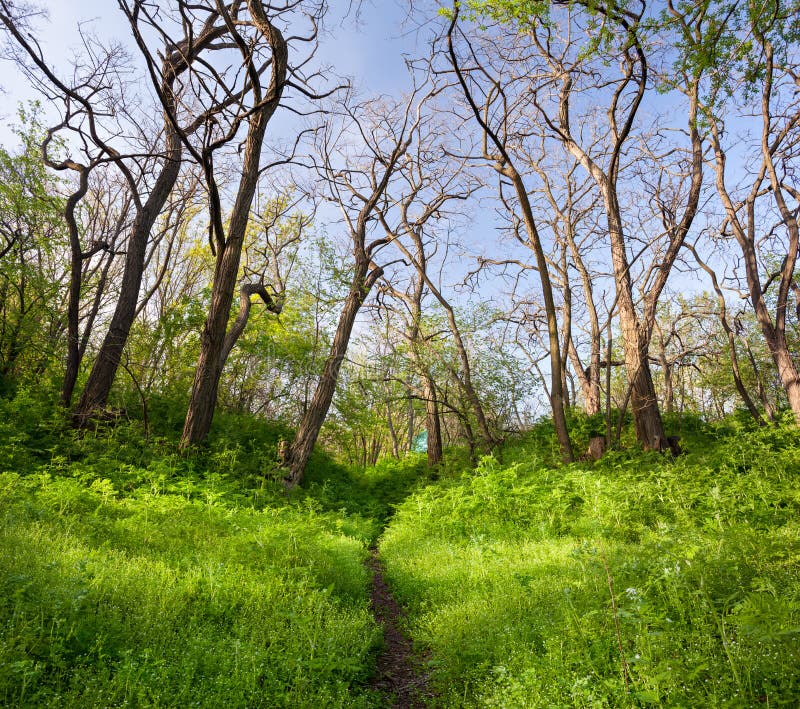 Beautiful Sunset in Magic Forest. Trail. Spring Landscape Stock Photo ...