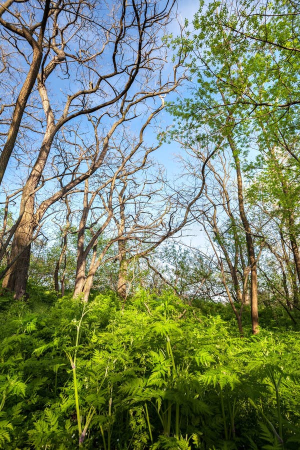 Beautiful Sunset in Magic Forest. Trail. Spring Landscape Stock Photo ...