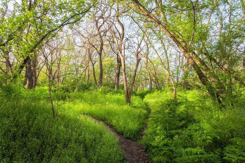 Beautiful Sunset in Magic Forest. Trail. Spring Landscape Stock Image ...