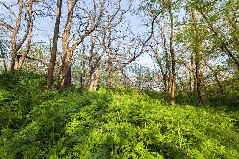 231 Beautiful Sunset Magic Forest Trail Spring Landscape Stock Photos ...