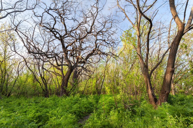 Beautiful Sunset in Magic Forest. Trail. Spring Landscape Stock Image ...