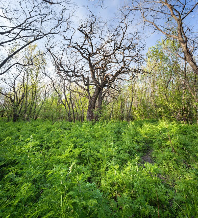 231 Beautiful Sunset Magic Forest Trail Spring Landscape Stock Photos ...