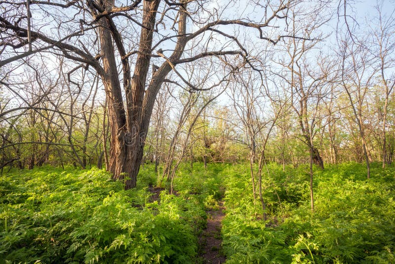 Beautiful Sunset in Magic Forest. Trail. Spring Landscape Stock Image ...