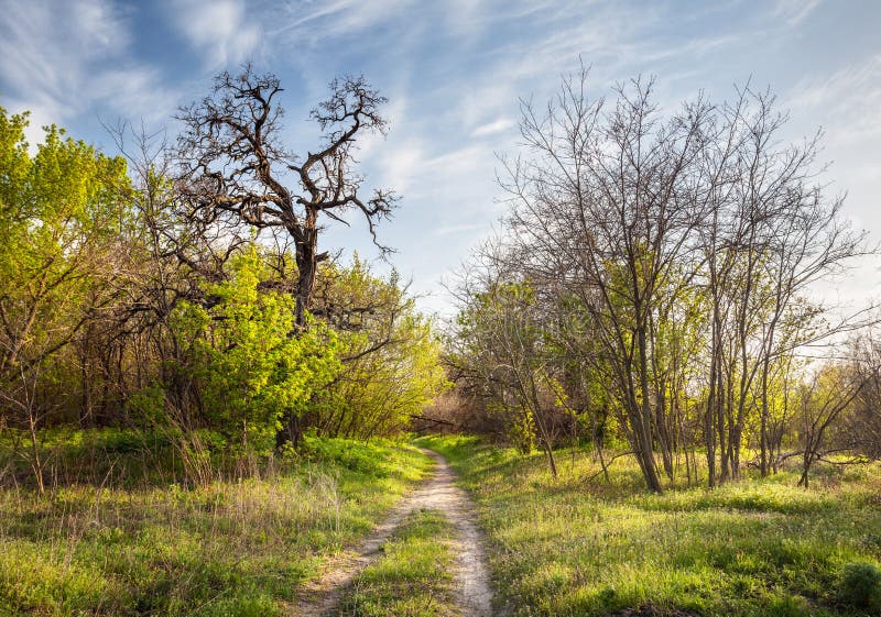 Beautiful Sunset in Magic Forest. Trail. Spring Landscape Stock Image ...