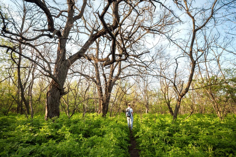 Beautiful Sunset in Magic Forest. Trail. Spring Landscape Stock Image ...