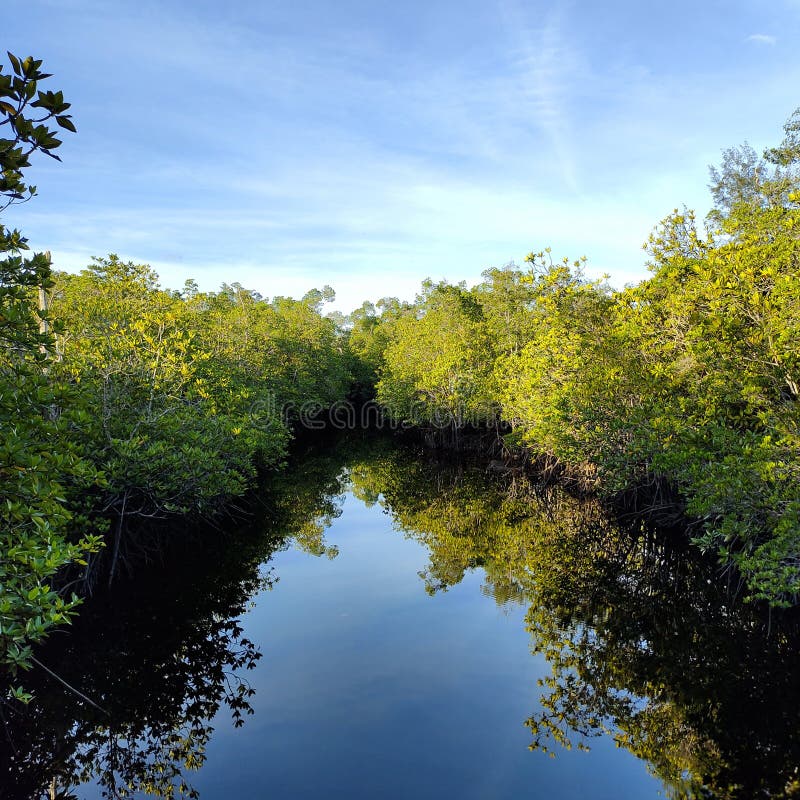 Beautiful Sunset between the Mangroves and Clear Water. Stock Image ...