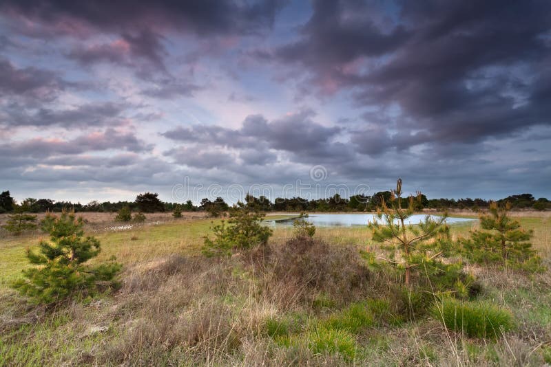 Beautiful Sunset Over Coniferous Swamp Stock Image - Image of people ...