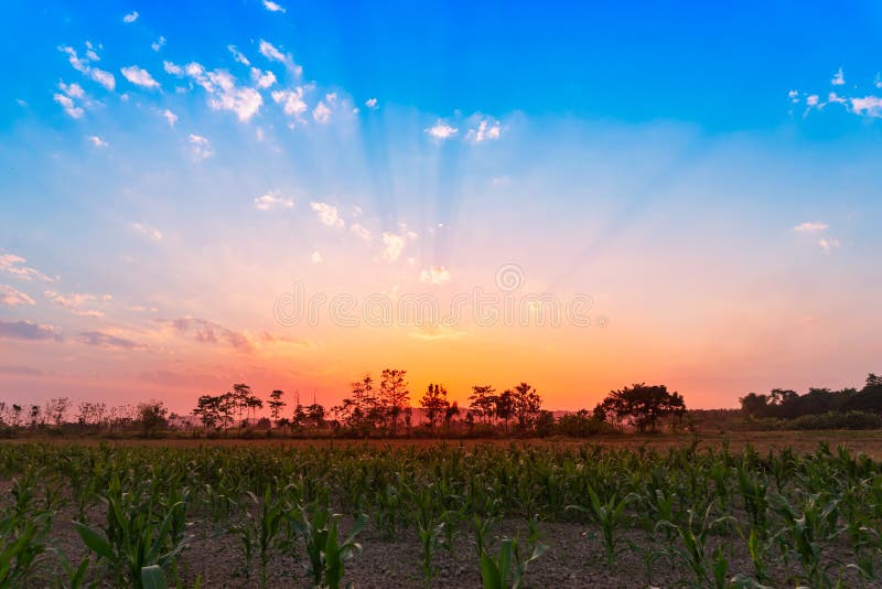 Beautiful Sunset Over the Corn Field Stock Image - Image of blue, grass ...