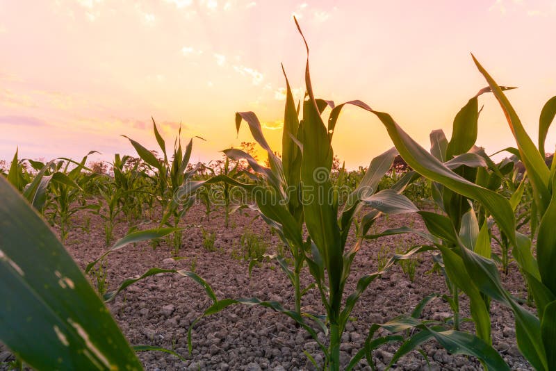 Beautiful Sunset Over the Corn Field Stock Photo - Image of farmland ...