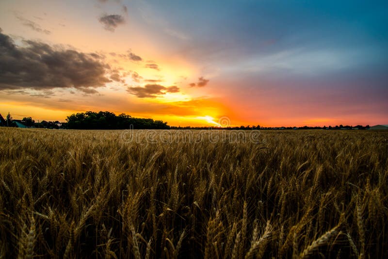 Beautiful Sunset Over a Corn Field Stock Image - Image of forest ...