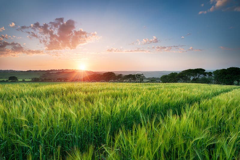 Beautiful Sunset Over Fields of Barley Stock Image - Image of beautiful ...