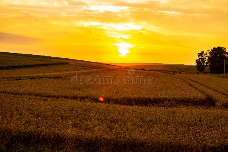 Sunset over the fields stock image. Image of dramatic - 123319329