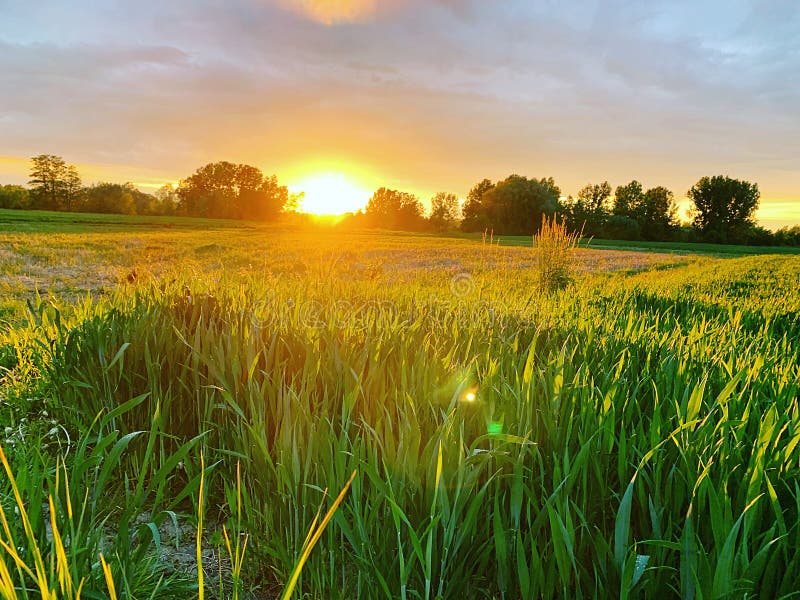 Beautiful Sunset Over the Fields, Field of Grain Against the Background ...