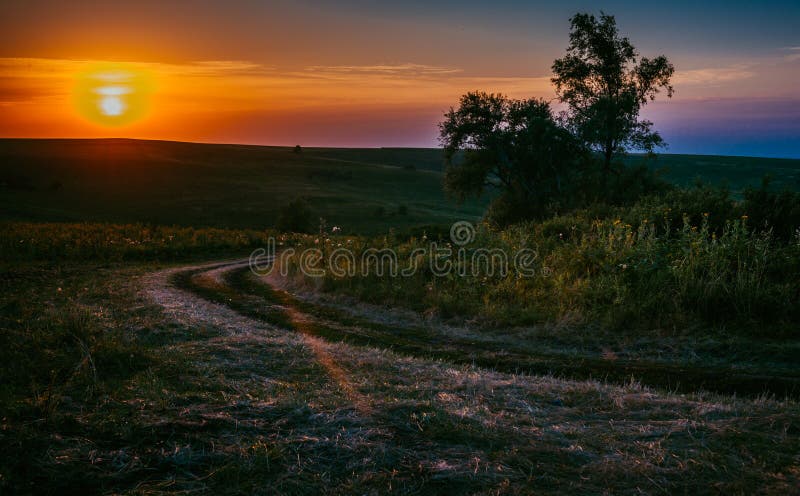 Beautiful sunset stock photo. Image of flower, meadow - 66801940