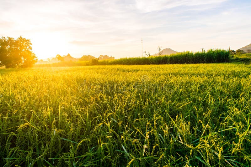 Beautiful Sunset Over the Paddy Fields Stock Image - Image of ...