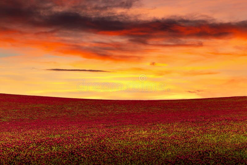 Beautiful Sunset Over the Red Clover Field. Czech Republic Stock Photo ...