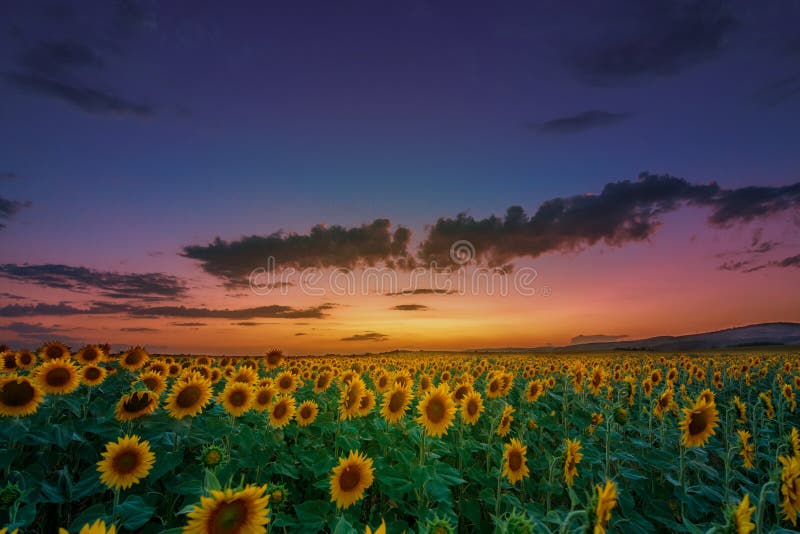 Beautiful Sunset Over a Sunflower Field Stock Image - Image of magic ...