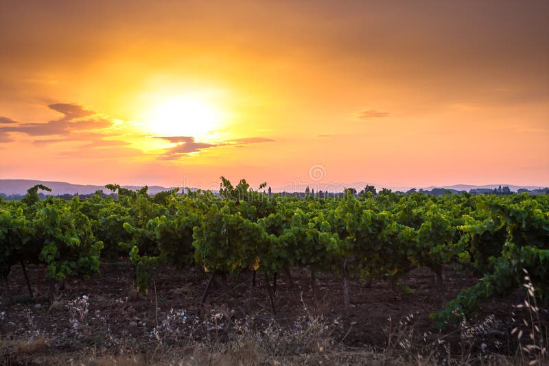 Amazing Vineyard Sunset stock image. Image of rural, wine - 9739447