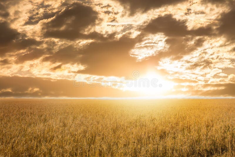 Sunset Over the Wheat Field Stock Image - Image of grow, field: 105375237