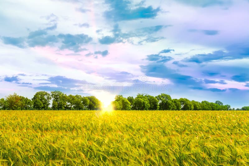 Beautiful Sunset Over Wheat Field. Stock Photo - Image of green, field ...
