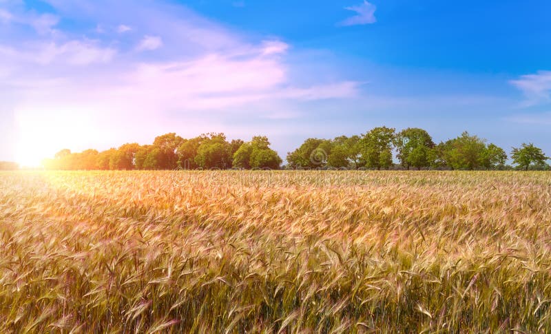 Beautiful Sunset Over Wheat Field. Stock Image - Image of farming ...