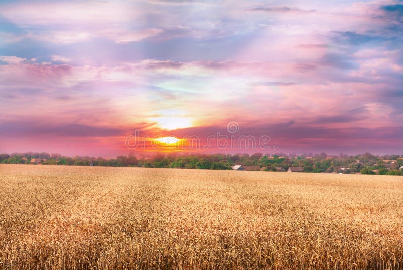 Beautiful Sunset Over Wheat Field. Stock Image - Image of harvesting ...