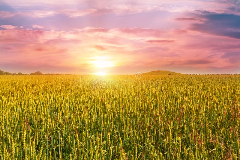 Beautiful Sunset Over Wheat Field. Stock Photo - Image of fall ...