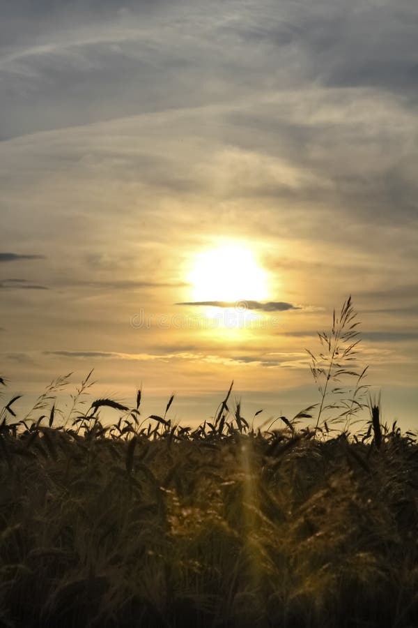 Beautiful Sunset Over Wheat Field. Sunset Evening Stock Photo - Image ...