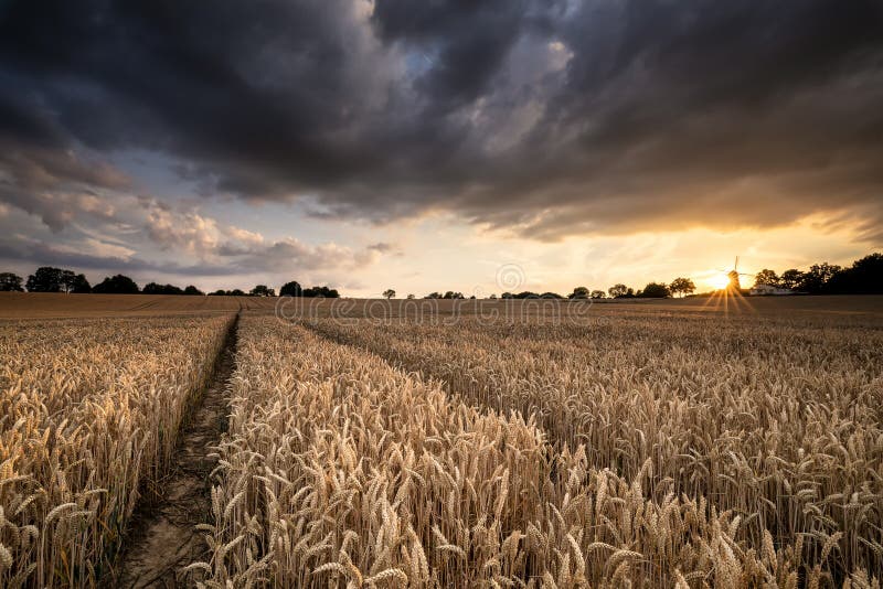 Beautiful Sunset Over Wheat Field Stock Photo - Image of wheat, limburg ...