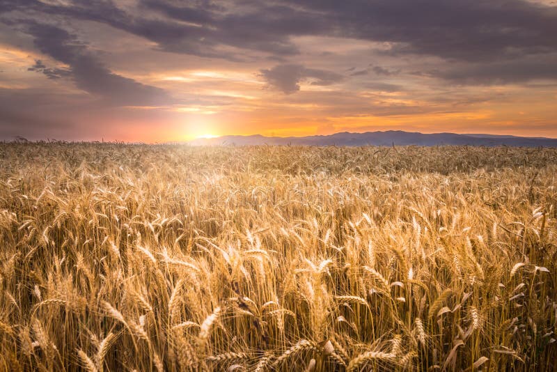 7,147 Sunset Over Wheat Field Stock Photos - Free & Royalty-Free Stock ...