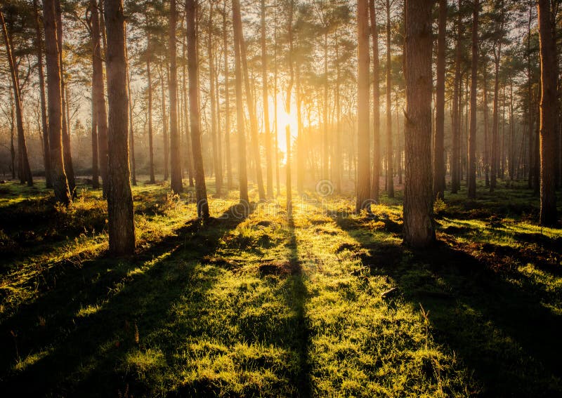 Sunset pines stock image. Image of pine, sunset, forests - 207883473