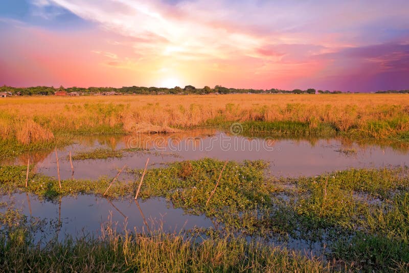 Beautiful Sunset on the Rice Fields Near Yangon Myanmar Stock Image ...