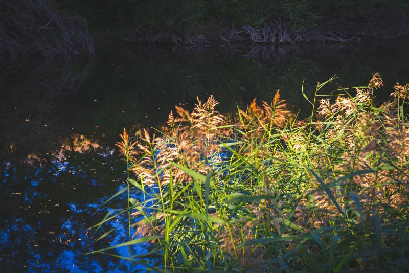 Beautiful Sunset on River. Solar Glare on Water Surface of River. Field ...