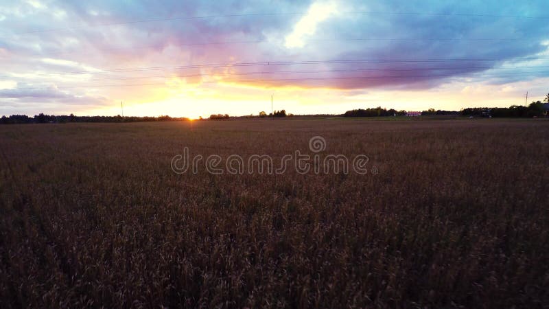 Beautiful Sunset at Rye Field. Low Altitude Flight. Aerial Footage ...