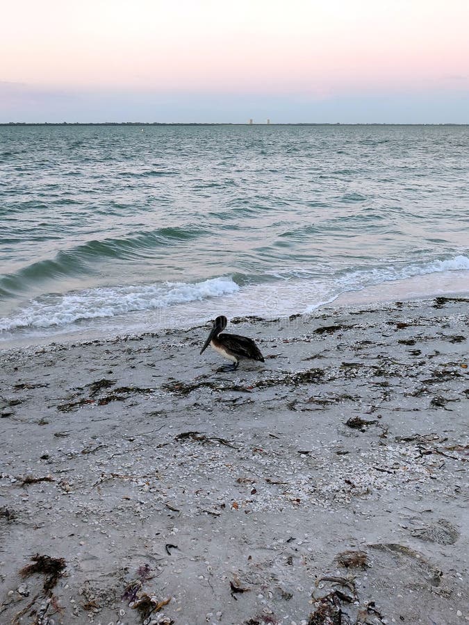 Beautiful Sunset at Sanibel Island, Florida Stock Image - Image of ...