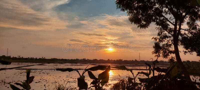 Sunset di sawah. stock photo. Image of tree, sawah, landscape - 227358942