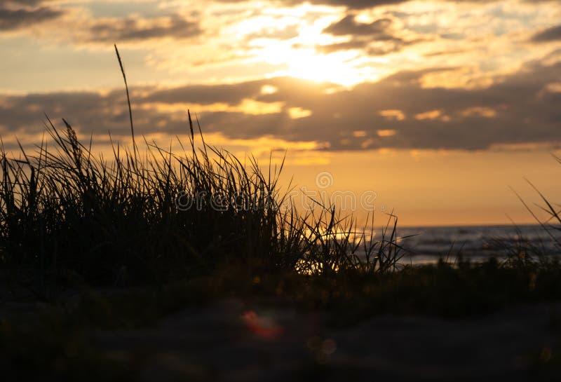 A Beautiful Sunset Scenery at the Beach with Native Grass Silhouettes ...