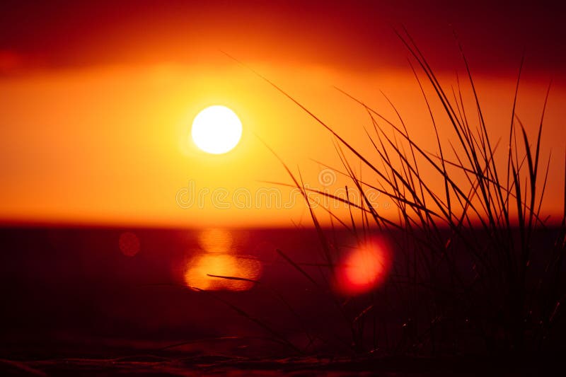 A Beautiful Sunset Scenery at the Beach with Native Grass Silhouettes ...