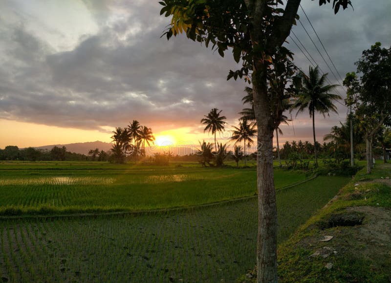 125 Beautiful Sunset Scenery Ricefield Stock Photos - Free & Royalty ...