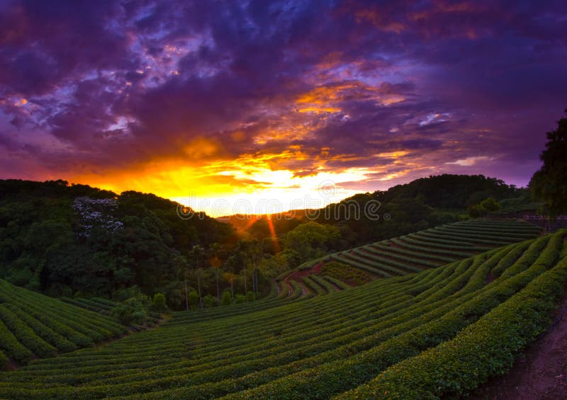 Beautiful Sunset Scenes with Sun Rays Stock Photo - Image of close ...